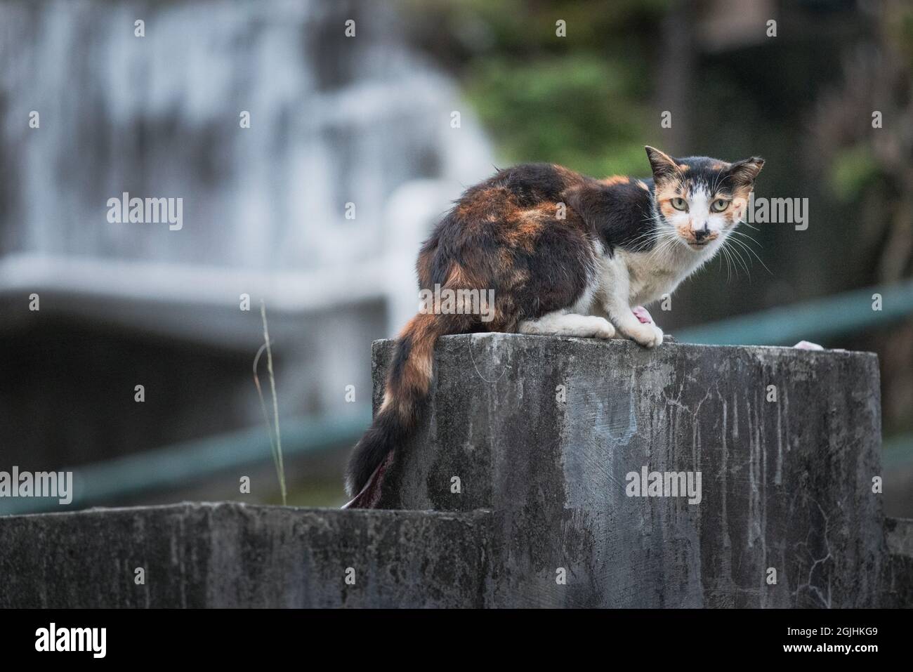 Hong kong cats hi-res stock photography and images - Alamy