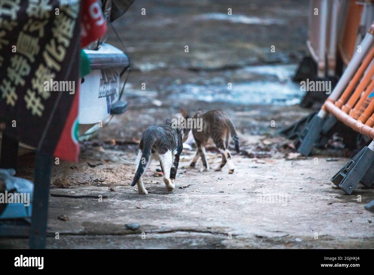 Hong kong cats hi-res stock photography and images - Alamy