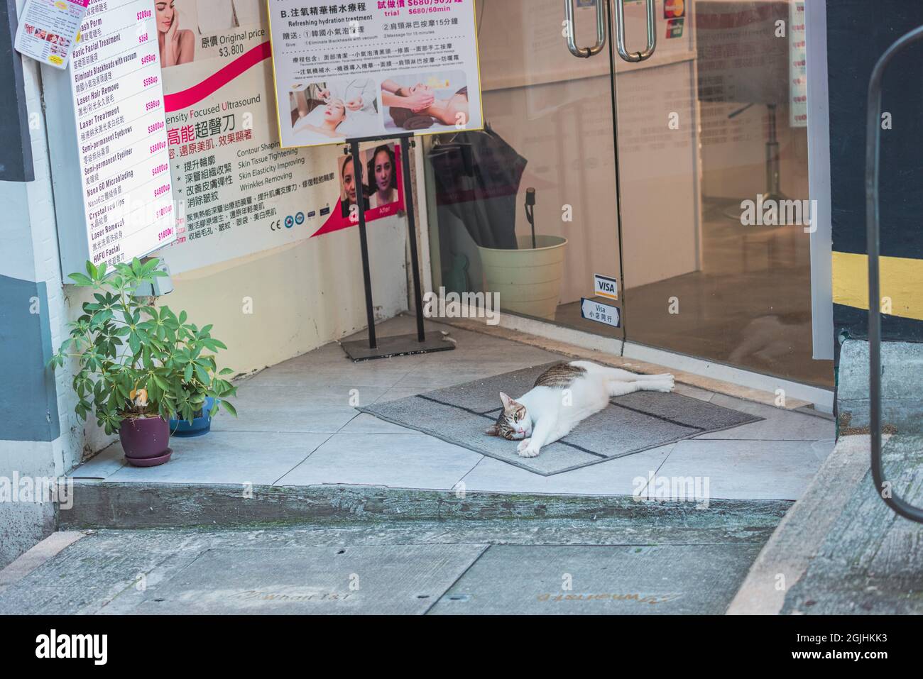 Cat in store front, relaxing, daytime Stock Photo - Alamy