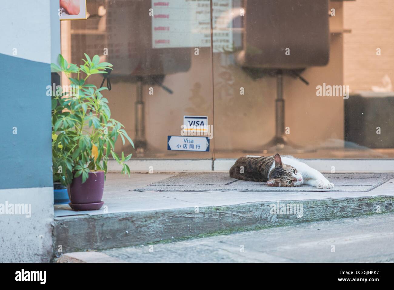 Hong kong cats hi-res stock photography and images - Alamy