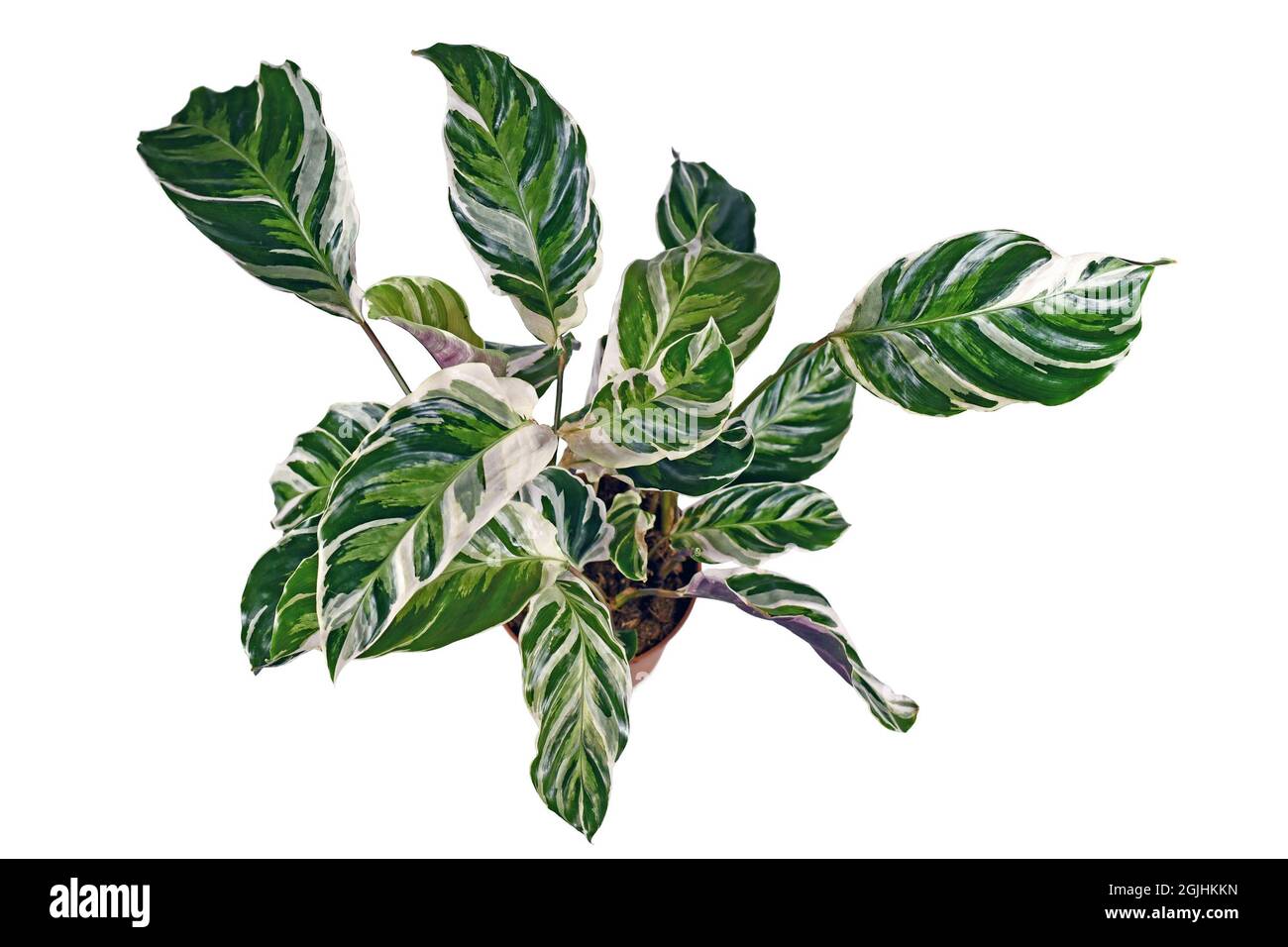 Top view of exotic 'Calathea White Fusion' Prayer Plant houseplant ...