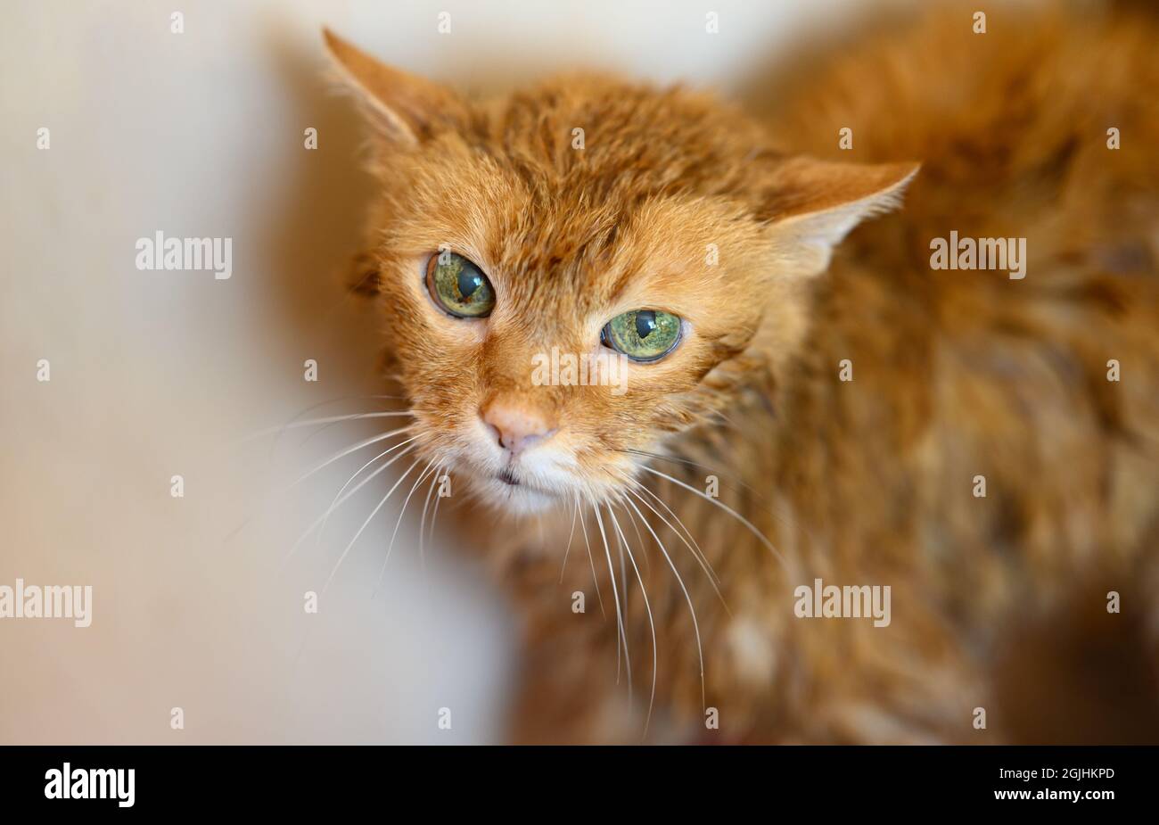 Allergic cat hi-res stock photography and images - Alamy