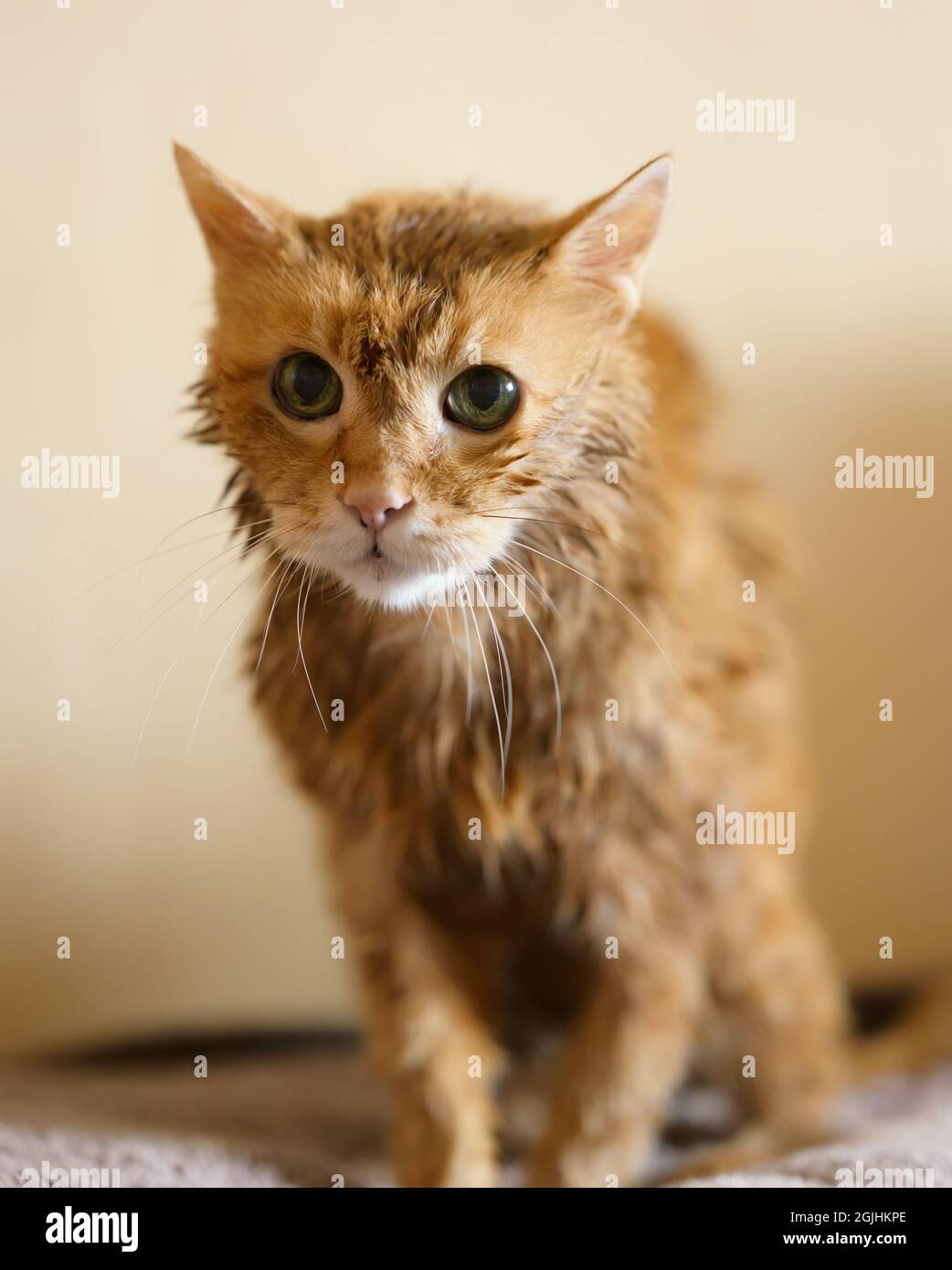 Old ginger cat is washed after taking a bath Stock Photo - Alamy