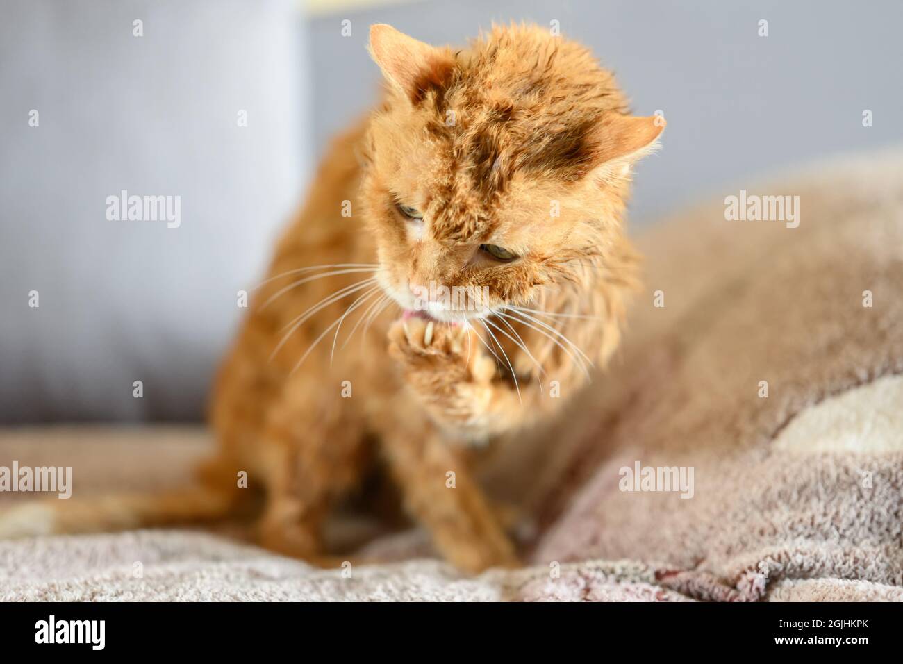 Old ginger cat is washed after taking a bath Stock Photo - Alamy