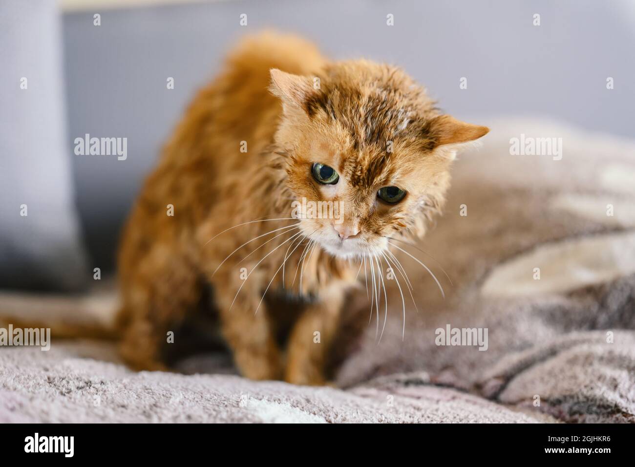 Old ginger cat is washed after taking a bath Stock Photo - Alamy