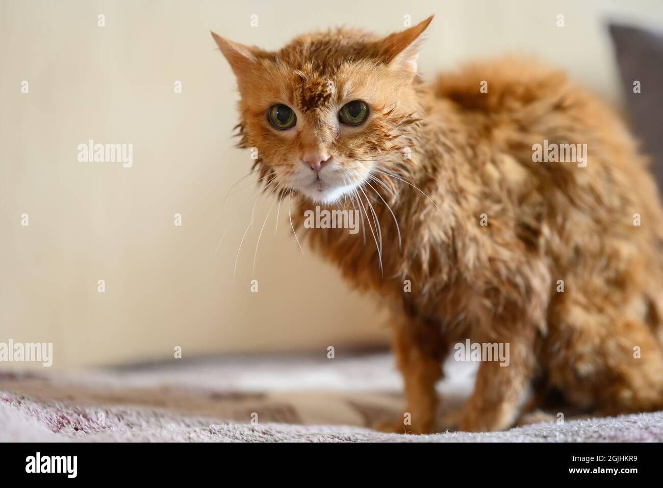Old ginger cat is washed after taking a bath Stock Photo - Alamy