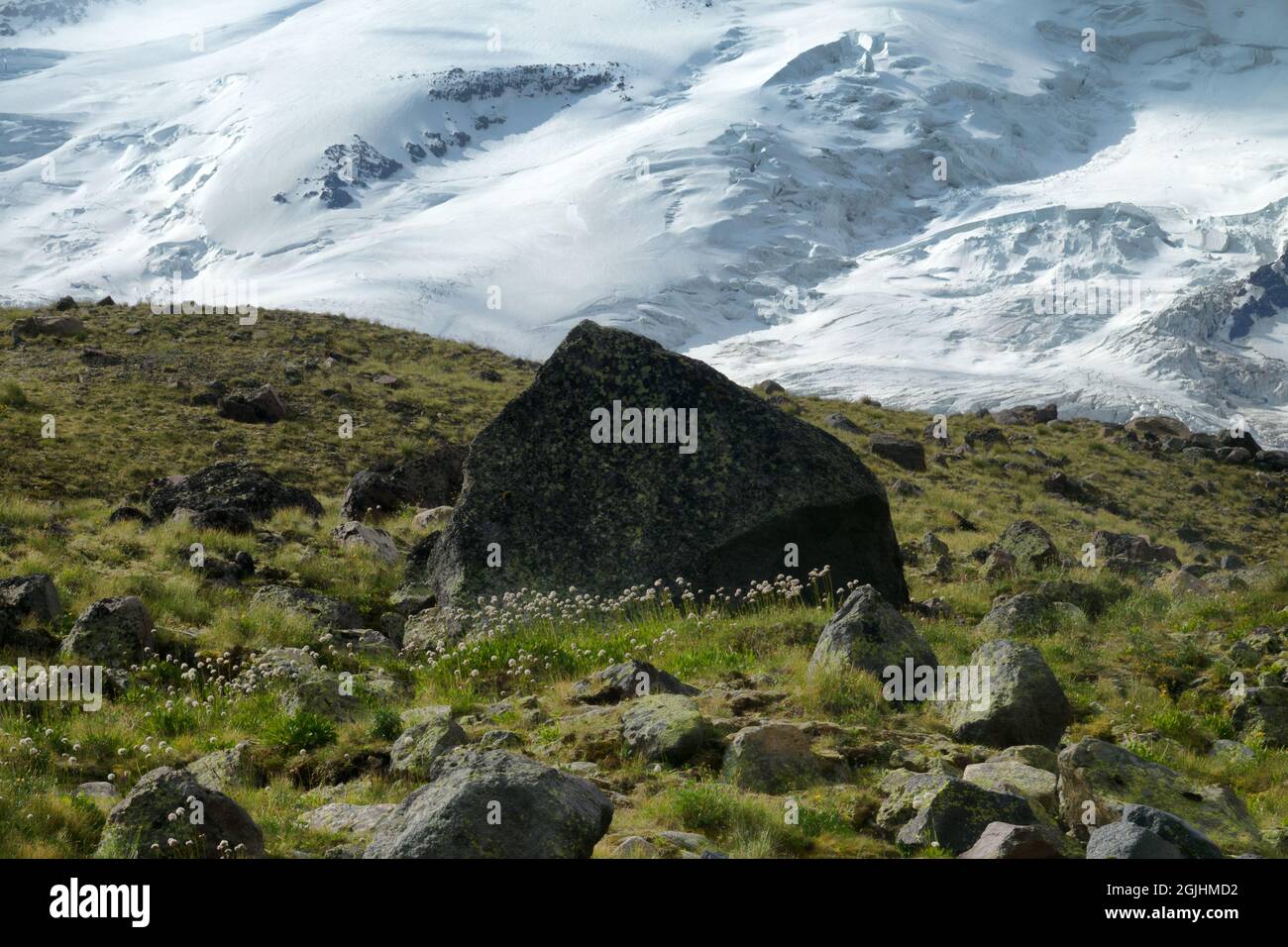 Altitudinal mountain zonality. Alpine meadows in transition zone of ...
