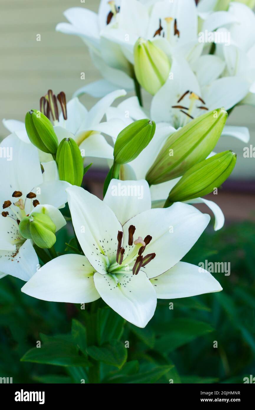 beautiful flowering white lily in the garden. ornamental gardening ...