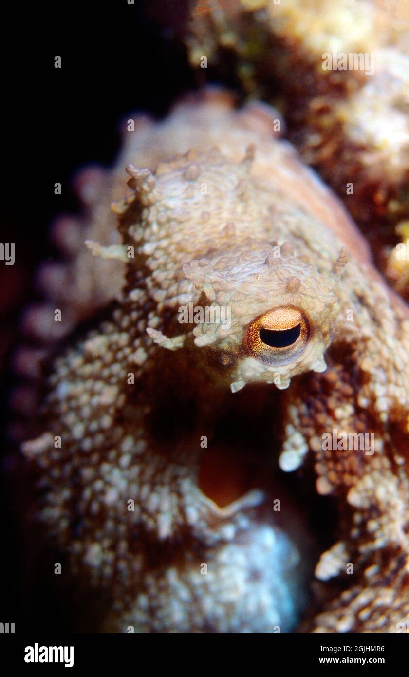 Closeup of an octopus with his eye watching the camera Stock Photo - Alamy