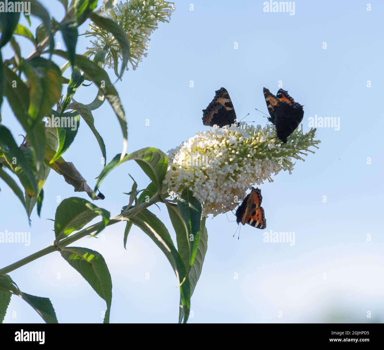 Butterflies on a buddleia bush Stock Photo - Alamy