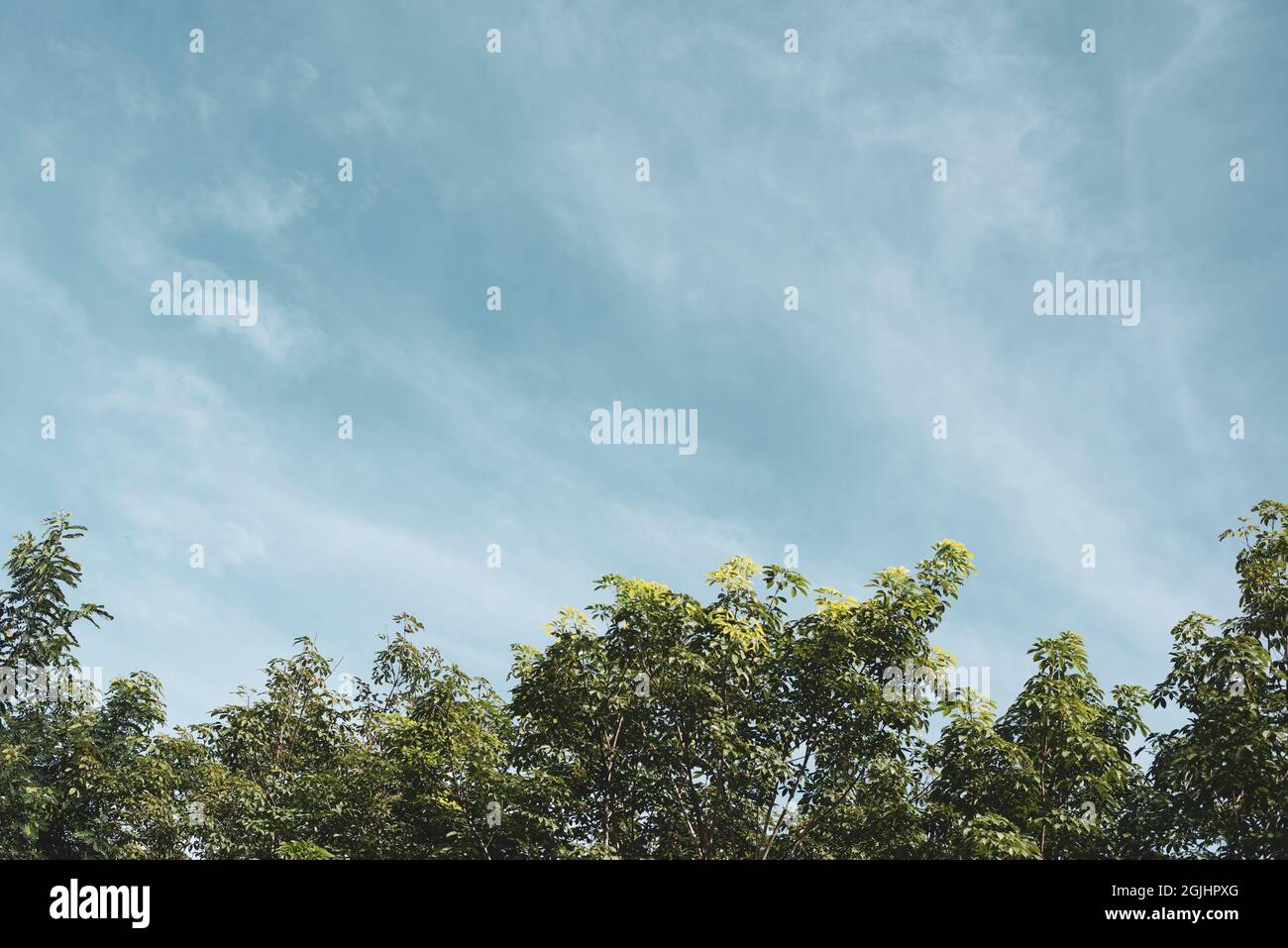 Sky above the trees in the forest Stock Photo - Alamy