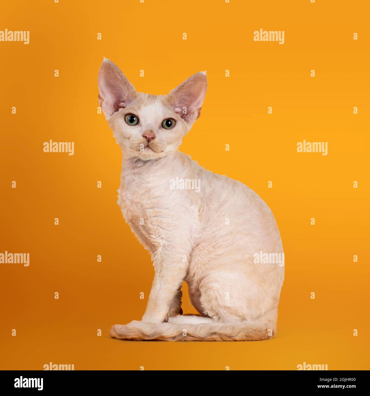 Orange Cornish Rex