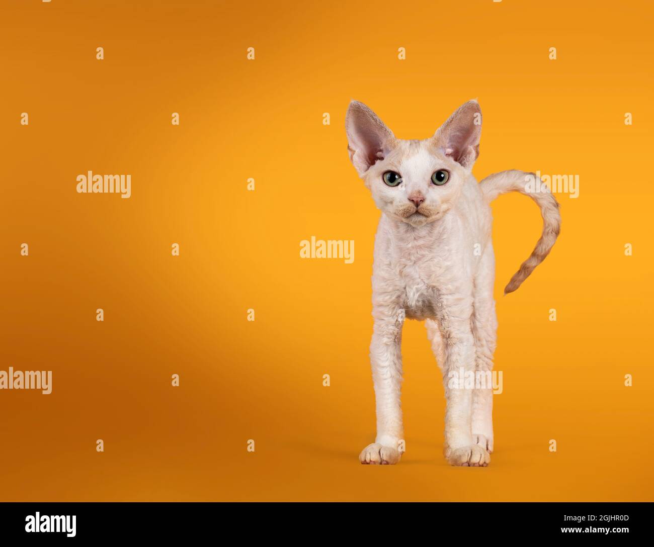 Tonkinese Devon Rex cat kitten, standing facing fronts. Looking towards ...