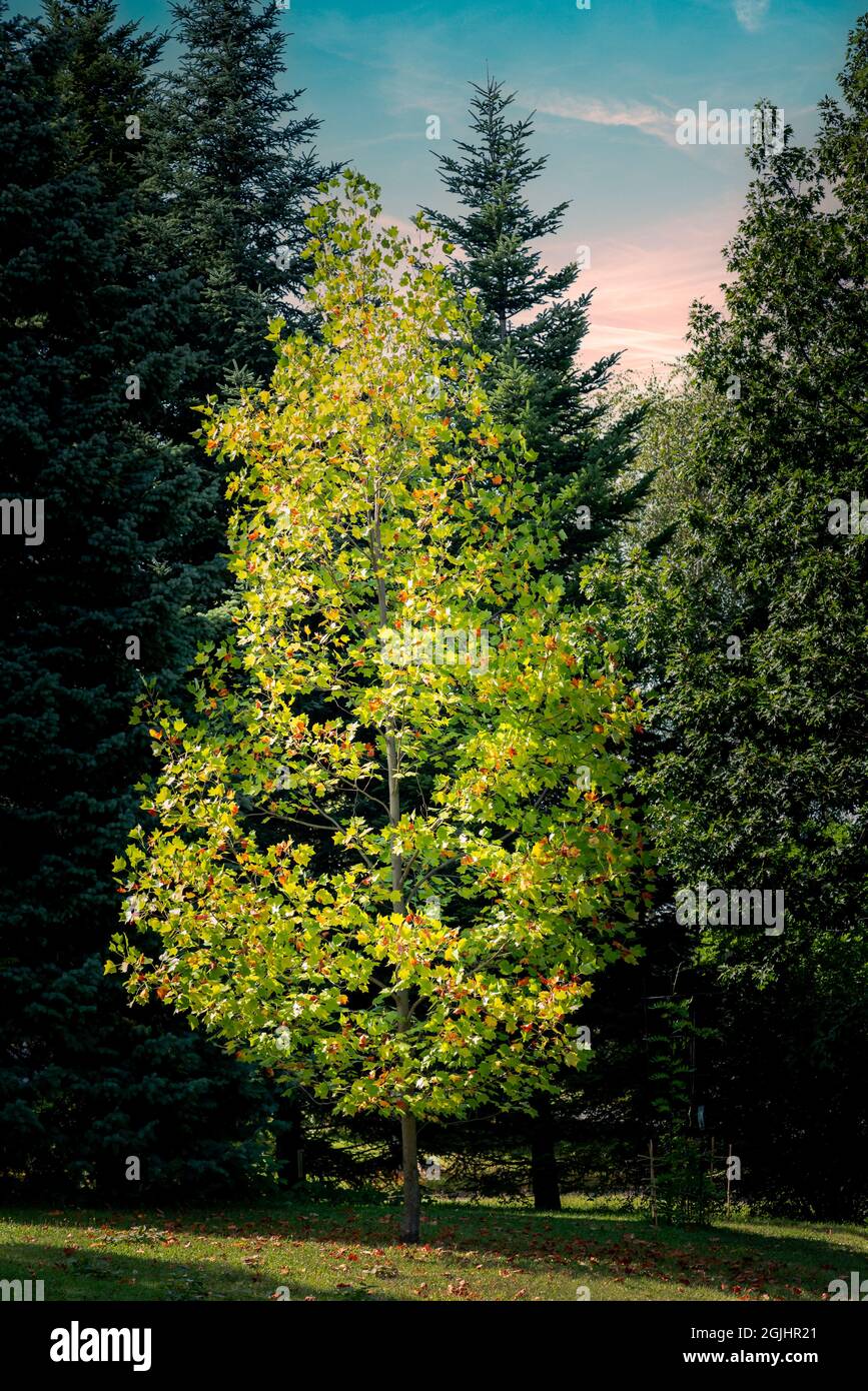 Multicolored autumn tree, forest photo of a vibrant color tree Stock ...