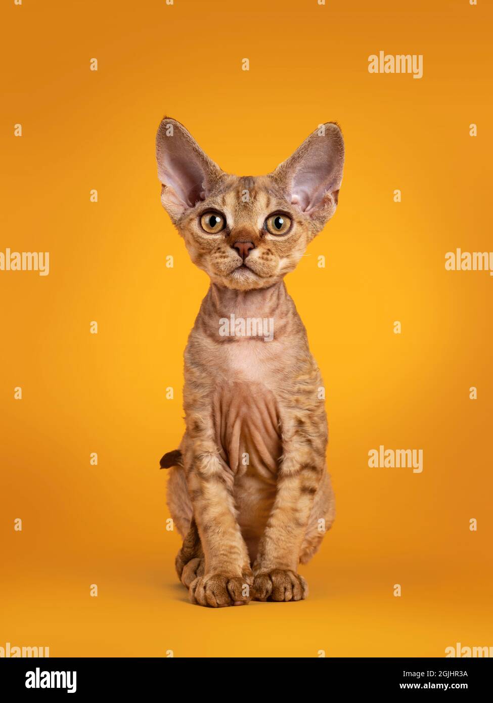Warm brown tabby Devon Rex cat kitten, sitting facing front. Looking ...