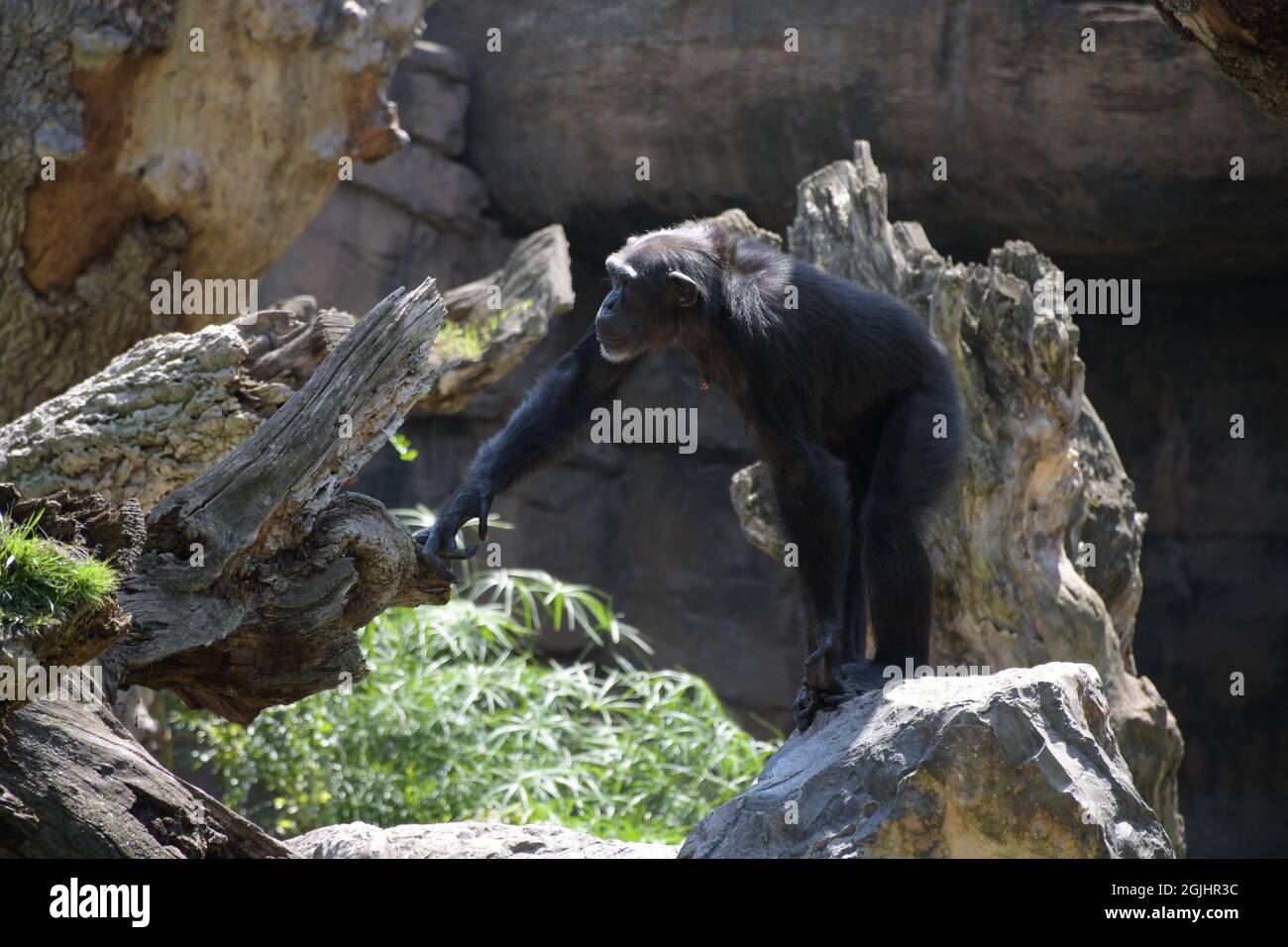 Funny Chimp High Resolution Stock Photography and Images - Alamy