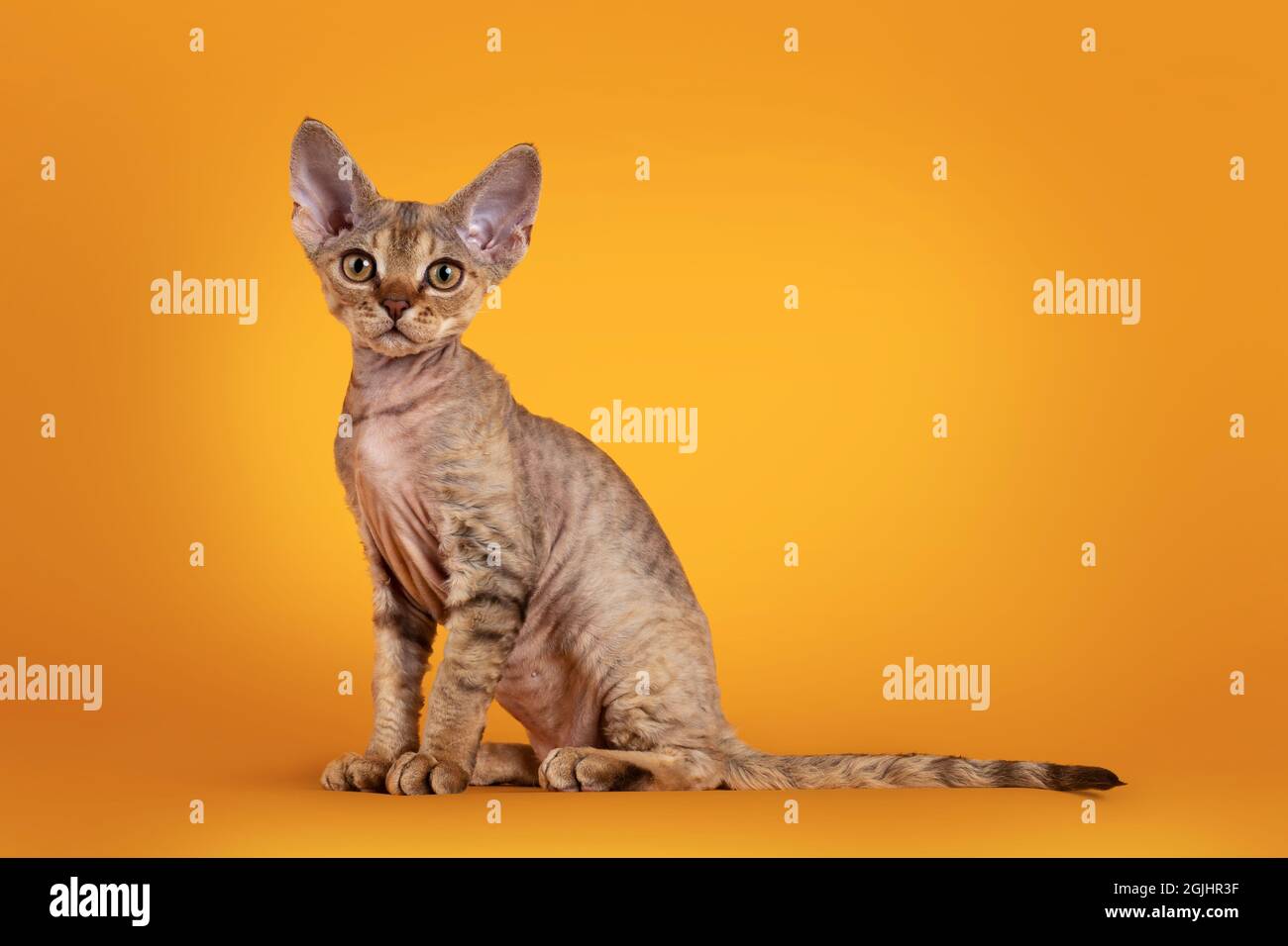 Warm brown tabby Devon Rex cat kitten, sitting side ways. Looking ...