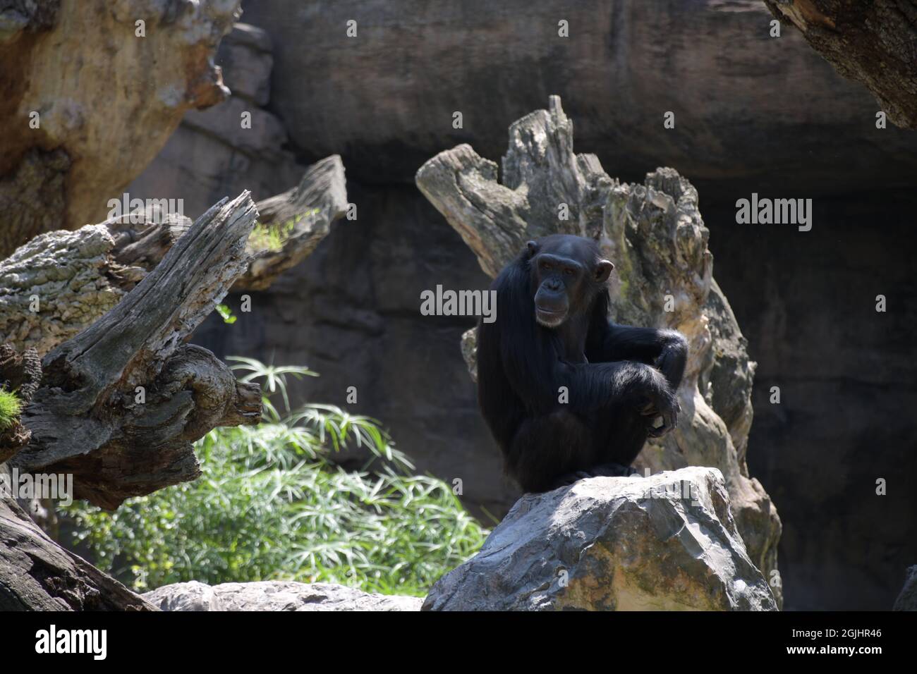 Funny Chimp High Resolution Stock Photography and Images - Alamy