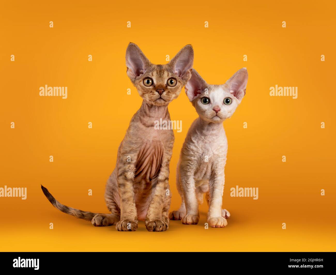 Two adorable Devon Rex cat kittens, sitting together in gray knitted ...