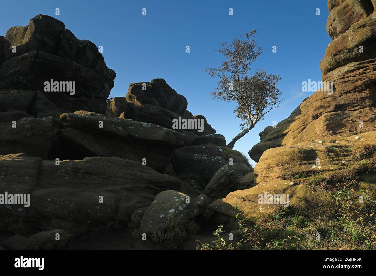Lone tree growing amongst the rock formations at Brimham Rocks in ...
