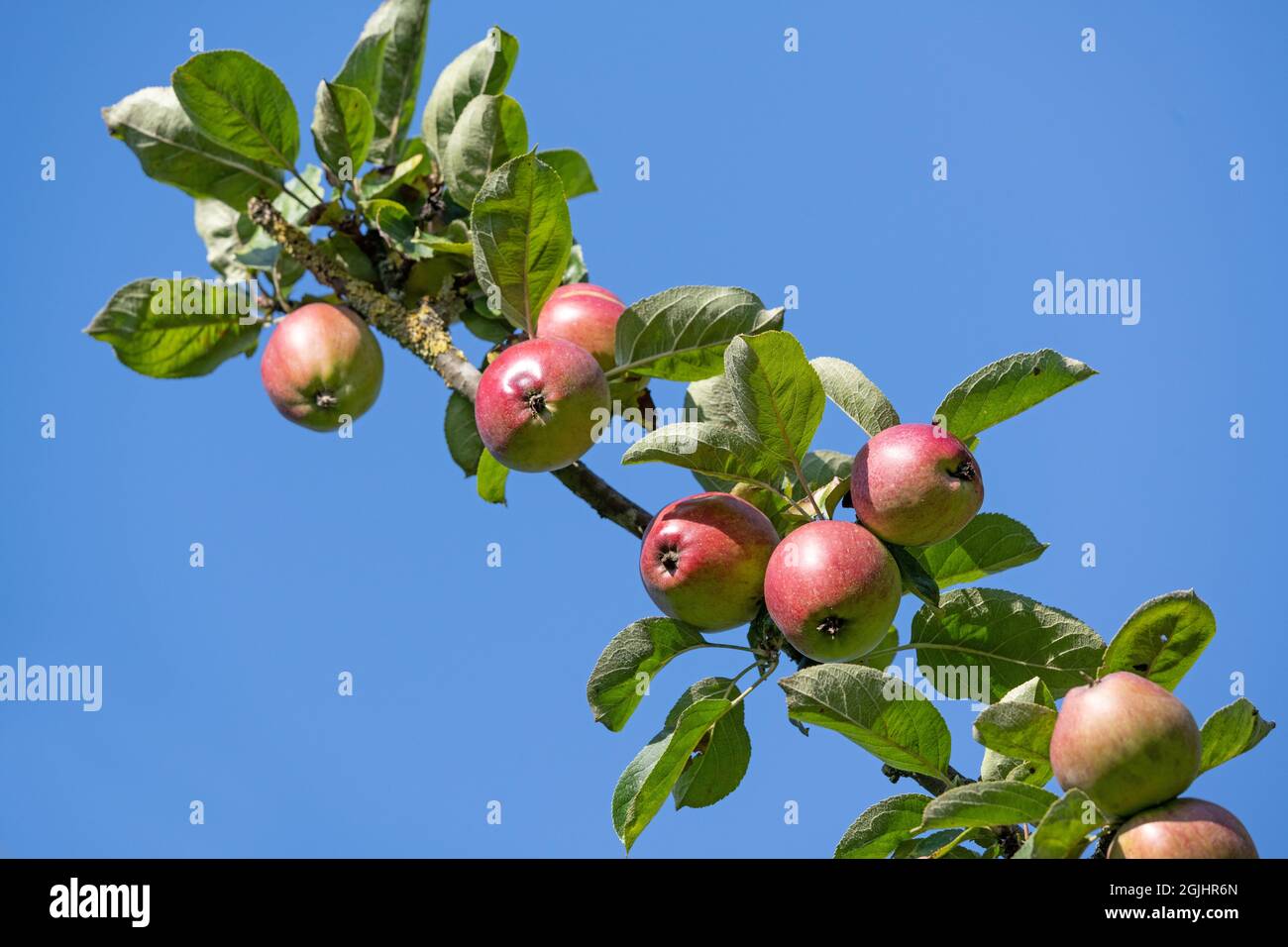Branch from an organic apple tree with fresh red apples, ripe for ...