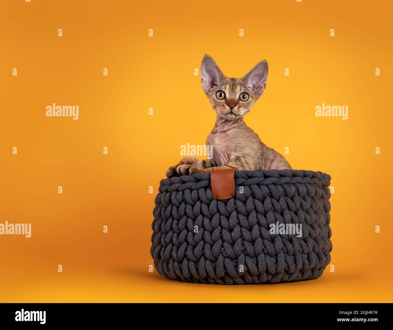 Warm brown tabby Devon Rex cat kitten, sitting in gray knitted basket ...
