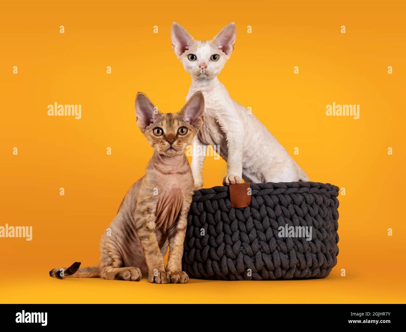 Two adorable Devon Rex cat kittens, sitting in and beside gray knitted ...