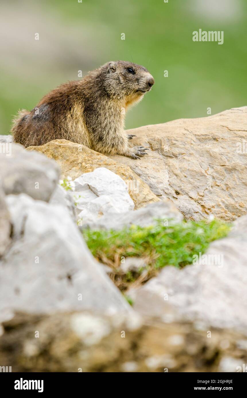 Alpine marmot (Marmota marmota), Valais alps, Switzerland, vertical ...