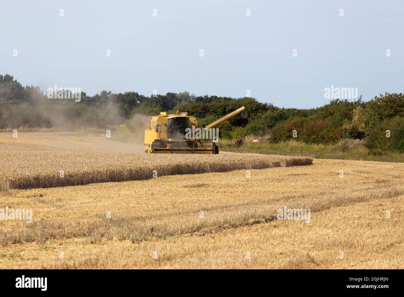 Harvesting wheat field Stock Photo - Alamy