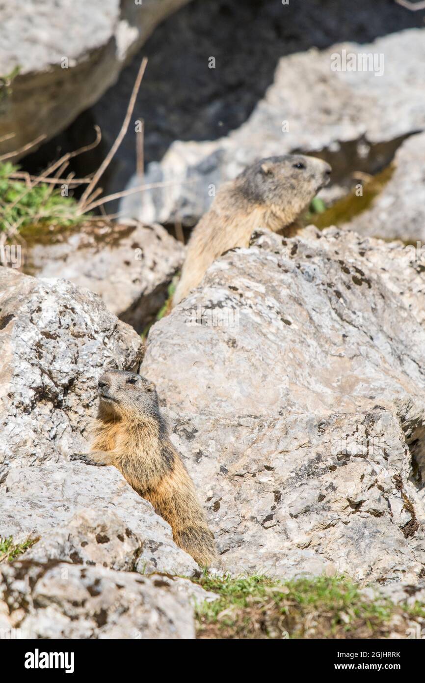 Two Alpine marmots (Marmota marmota), Valais alps, Switzerland, vertical photography, in the ...