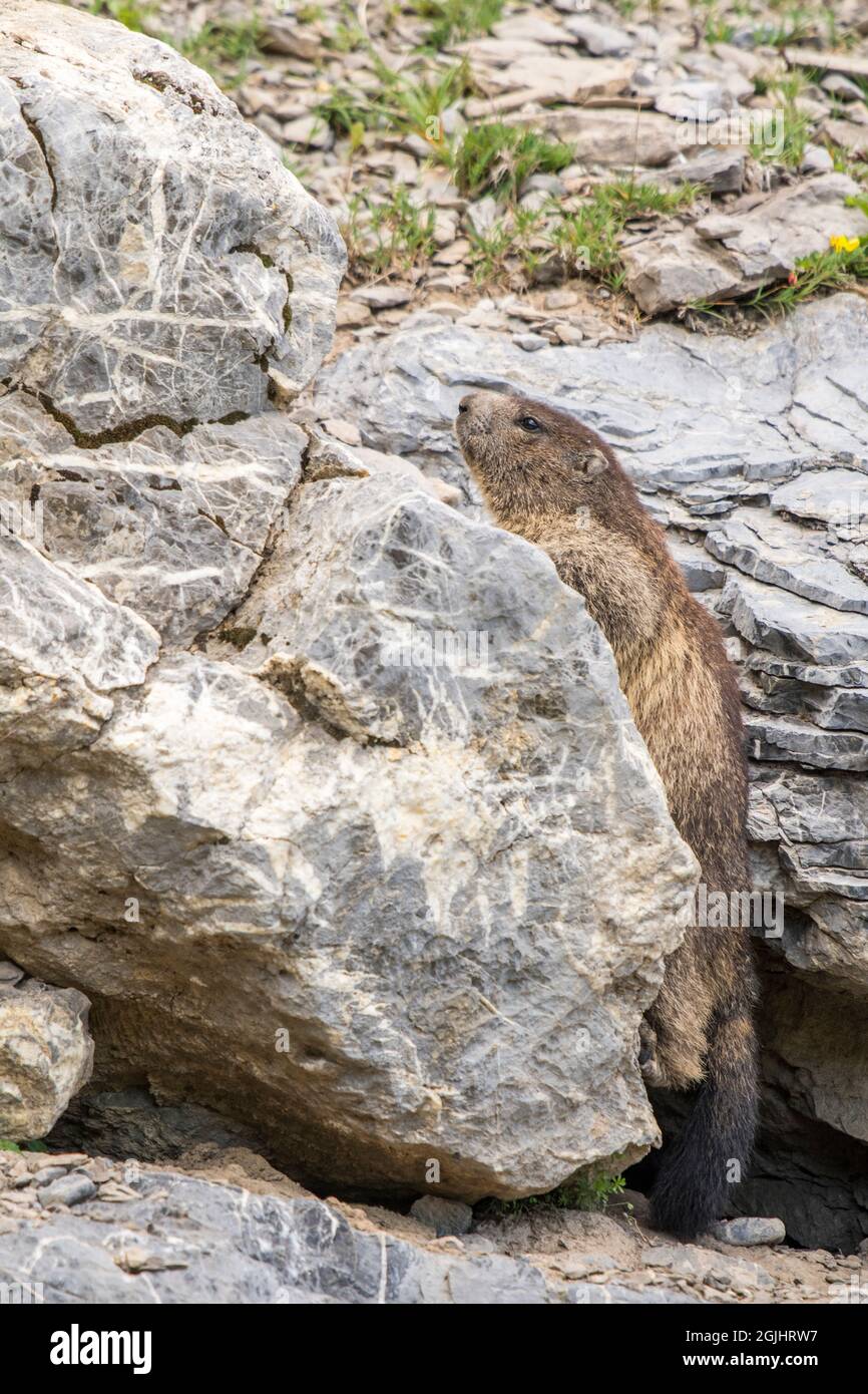 Alpine marmot (Marmota marmota), Valais alps, Switzerland, vertical photography, climb the rocks ...