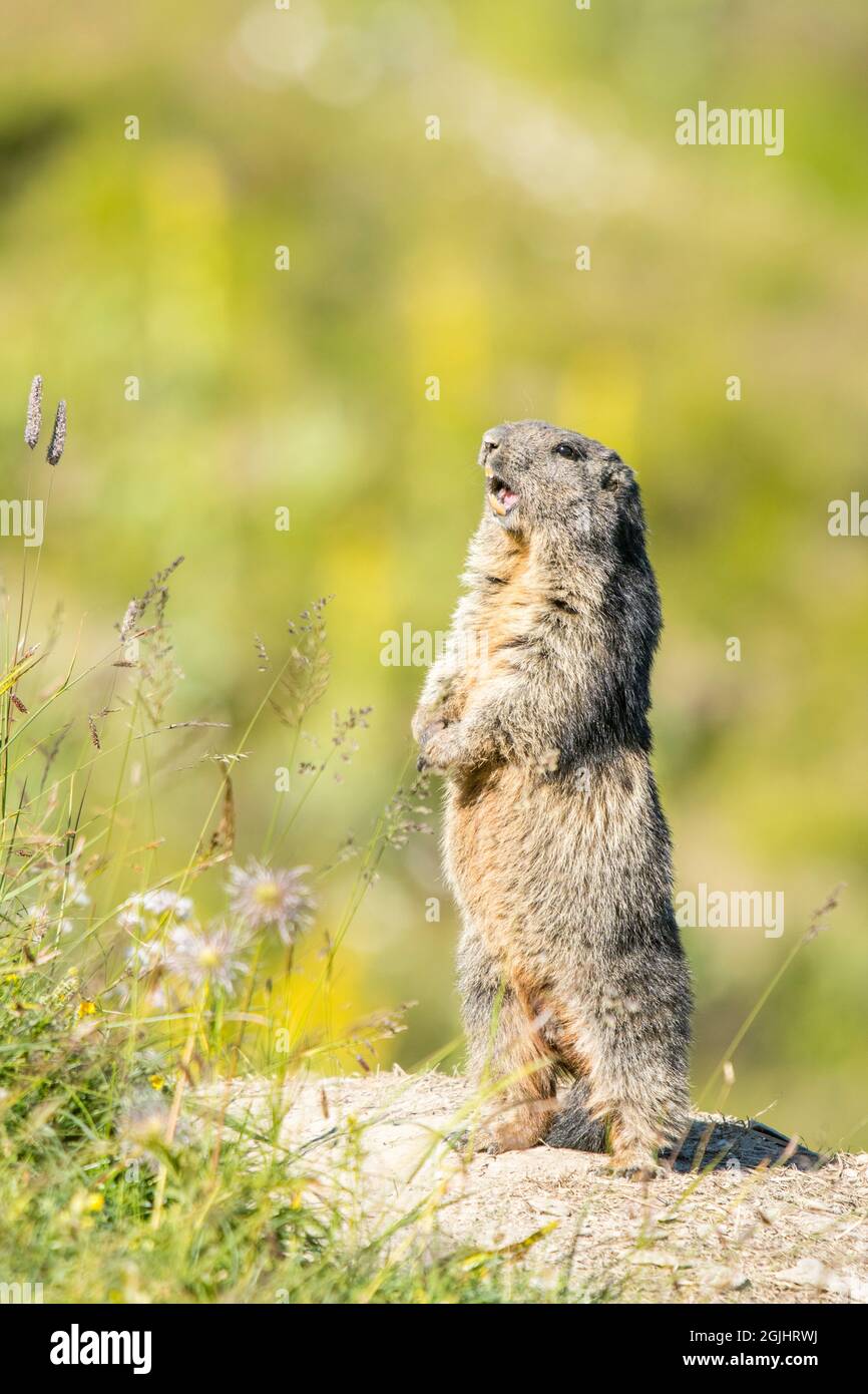 Alpine marmot (Marmota marmota), Valais alps, Switzerland, vertical ...