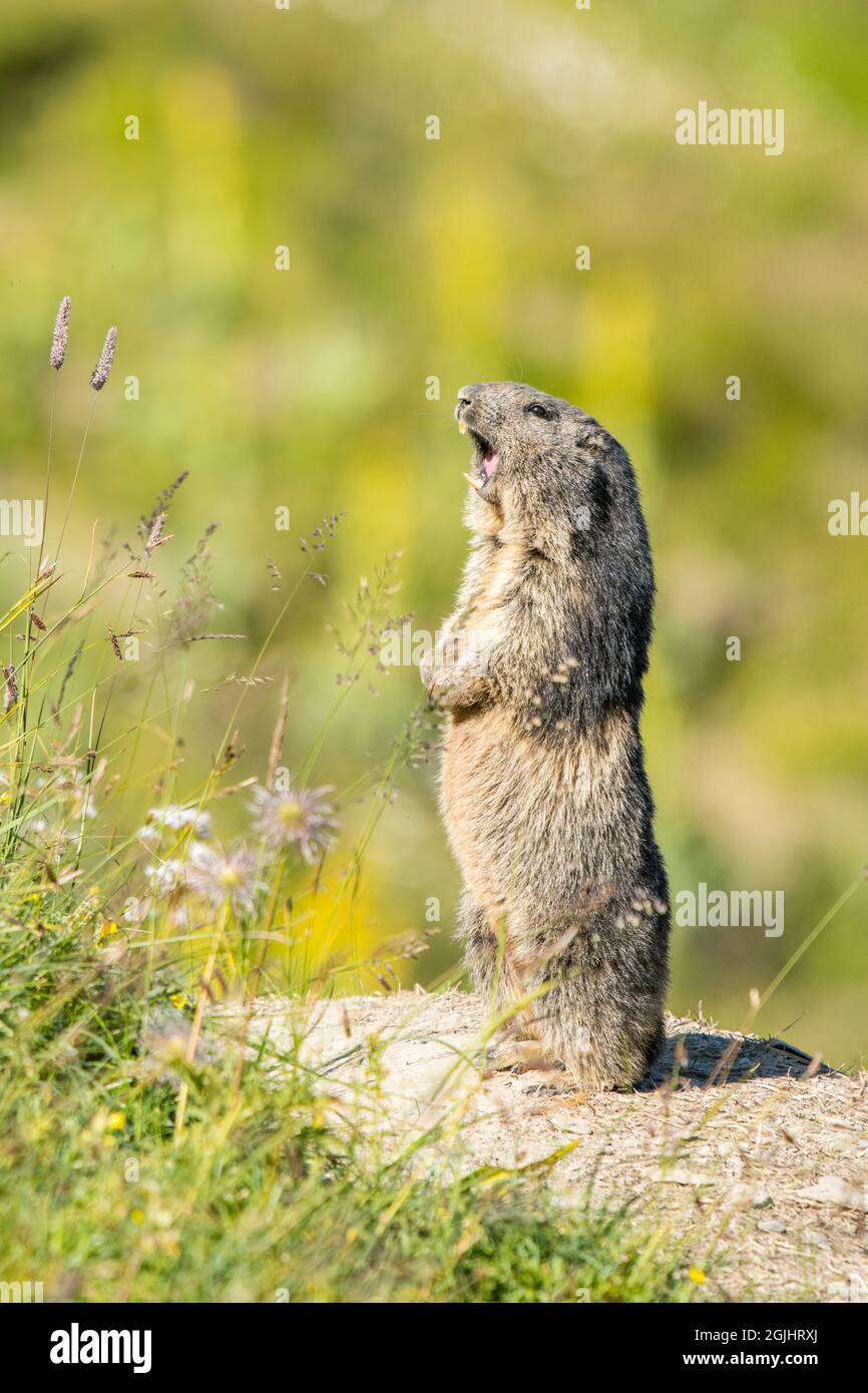 Alpine marmot (Marmota marmota), Valais alps, Switzerland, vertical ...