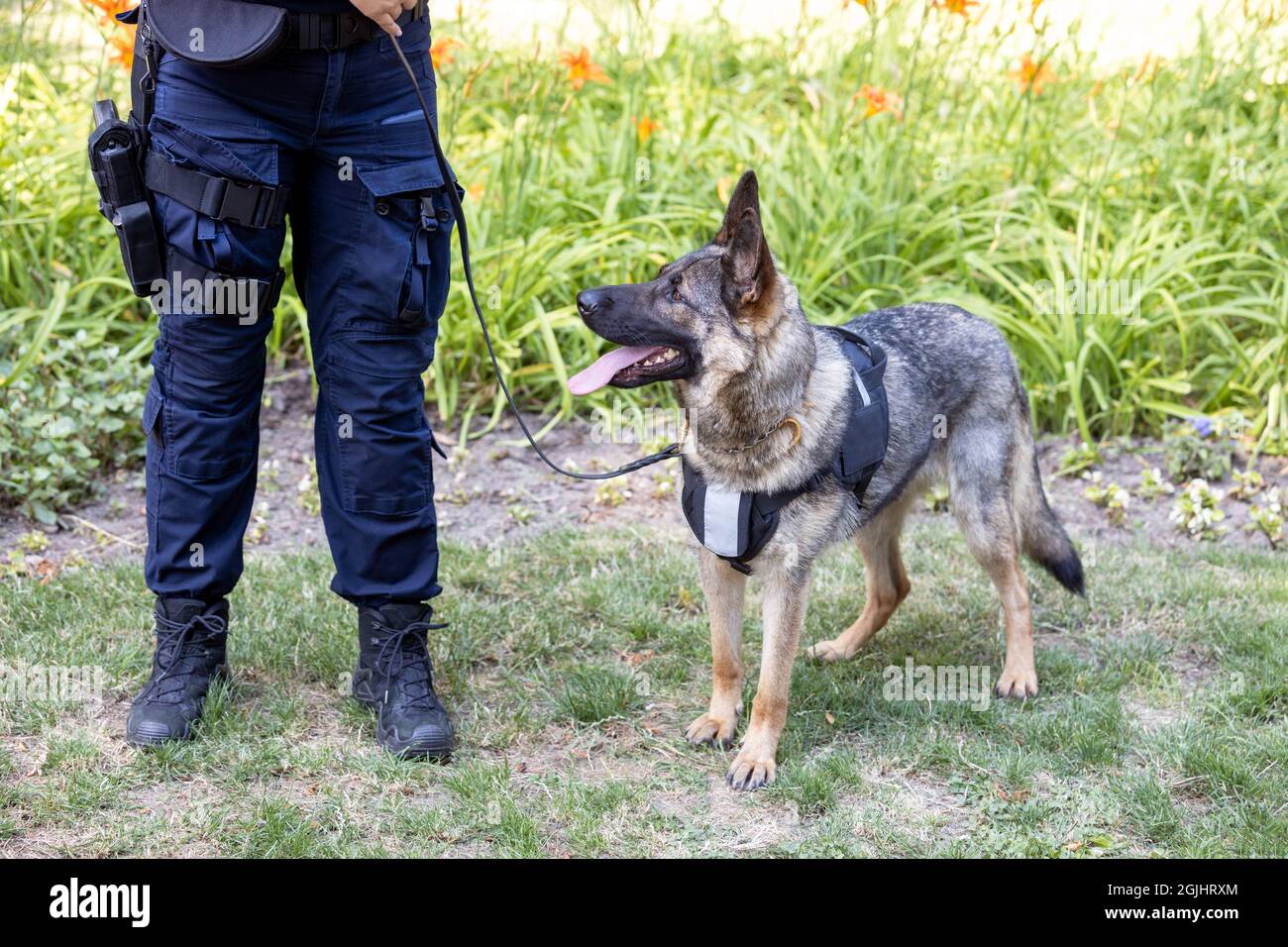 Policeman with a German shepherd on duty. Police dog Stock Photo - Alamy