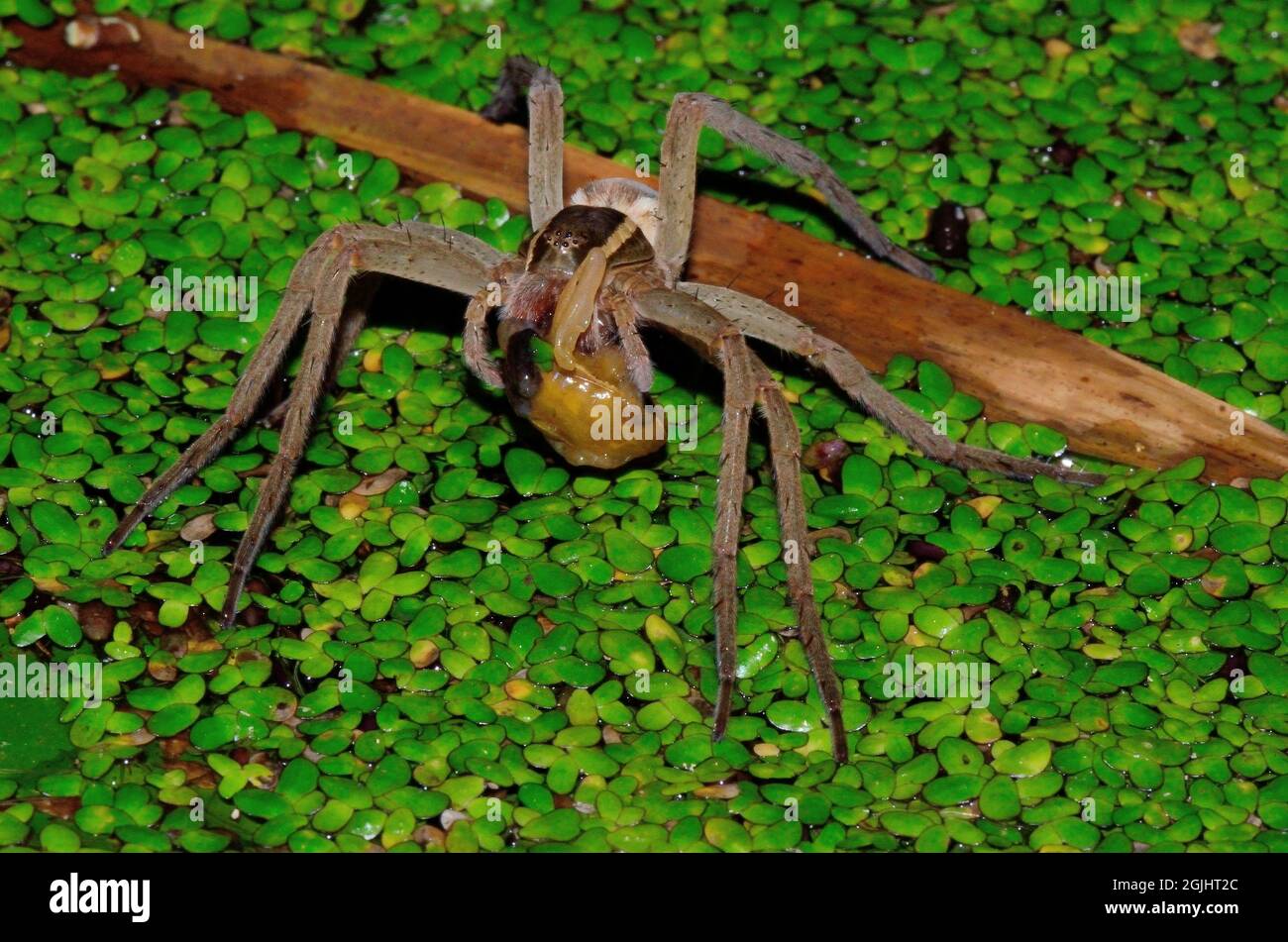 Jagdspinne High Resolution Stock Photography and Images - Alamy