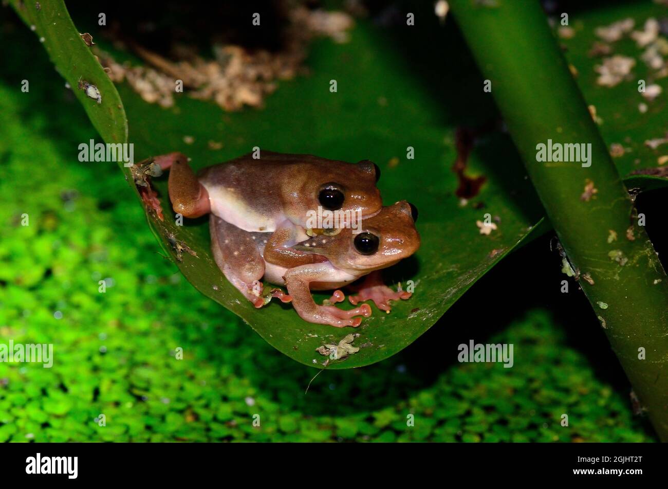Reed frog hyperolius glandicolor hi-res stock photography and images ...