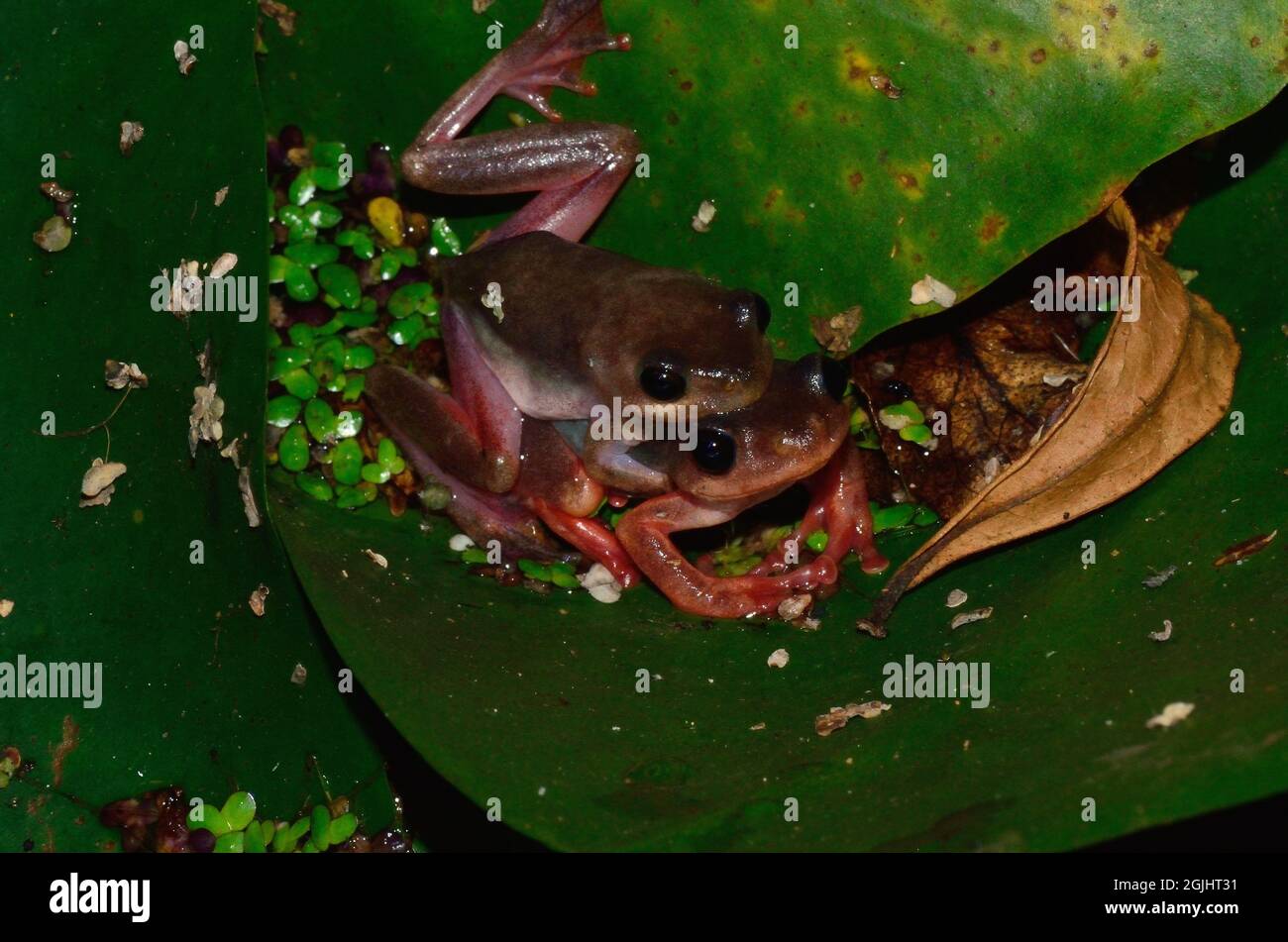 Reed frog hyperolius glandicolor hi-res stock photography and images ...