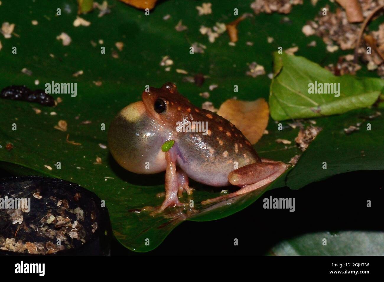 Reed frog hyperolius glandicolor hi-res stock photography and images ...