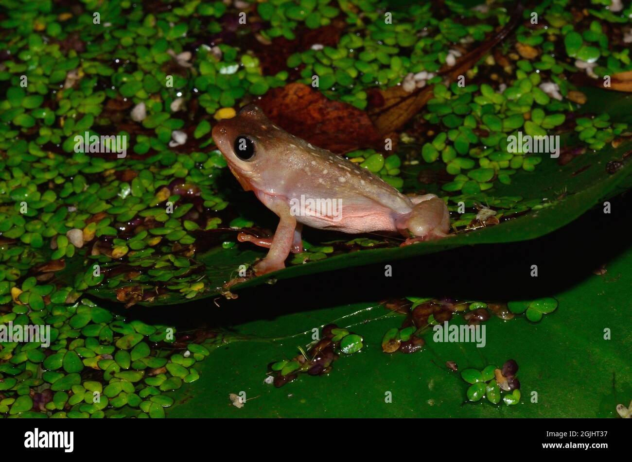 Reed frog hyperolius glandicolor hi-res stock photography and images ...