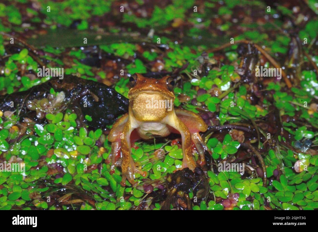 Reed frog hyperolius glandicolor hi-res stock photography and images ...