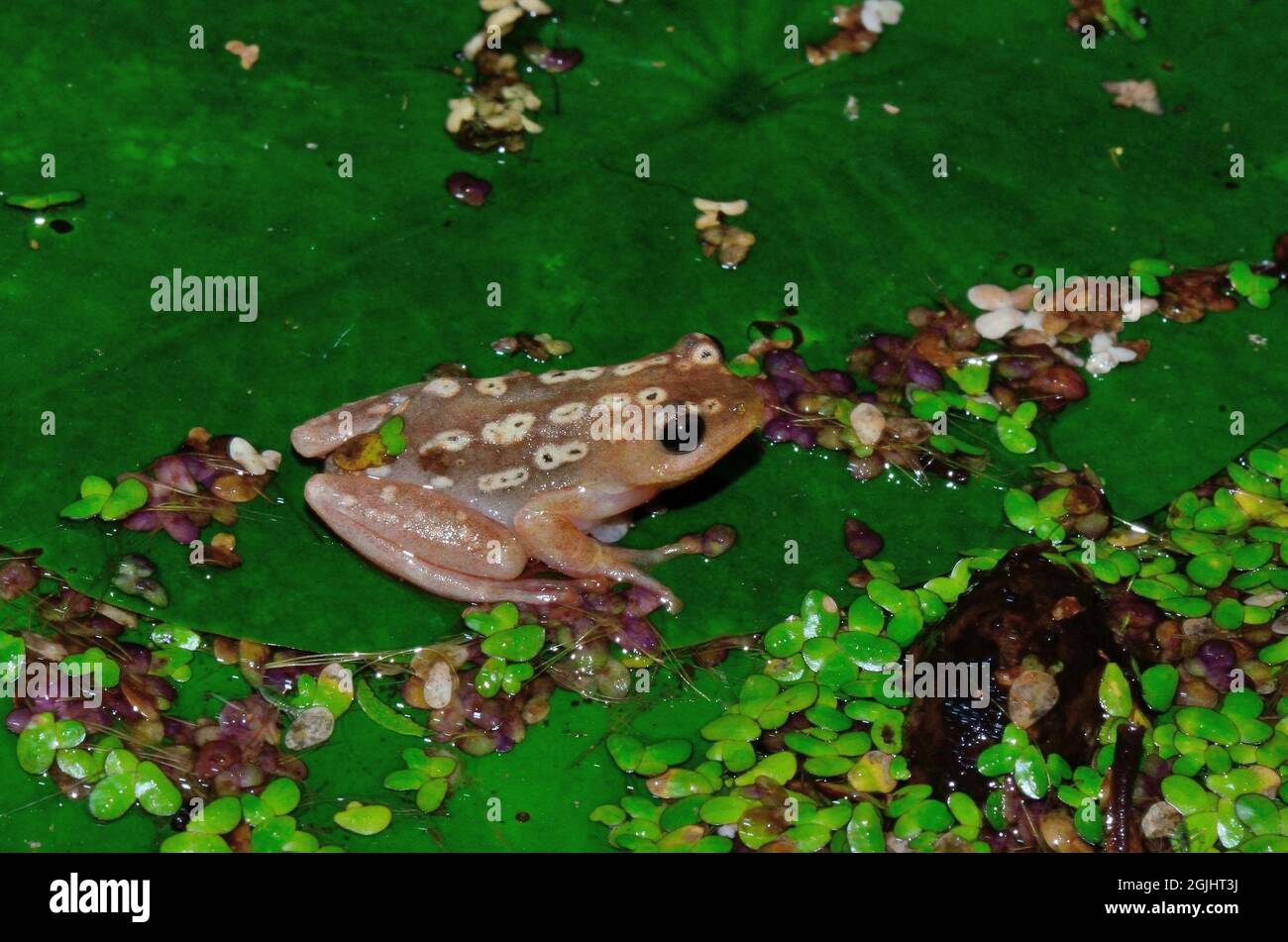 Hyperolius viridiflavus "glandicolor", Gewöhnlicher Riedfrosch ...