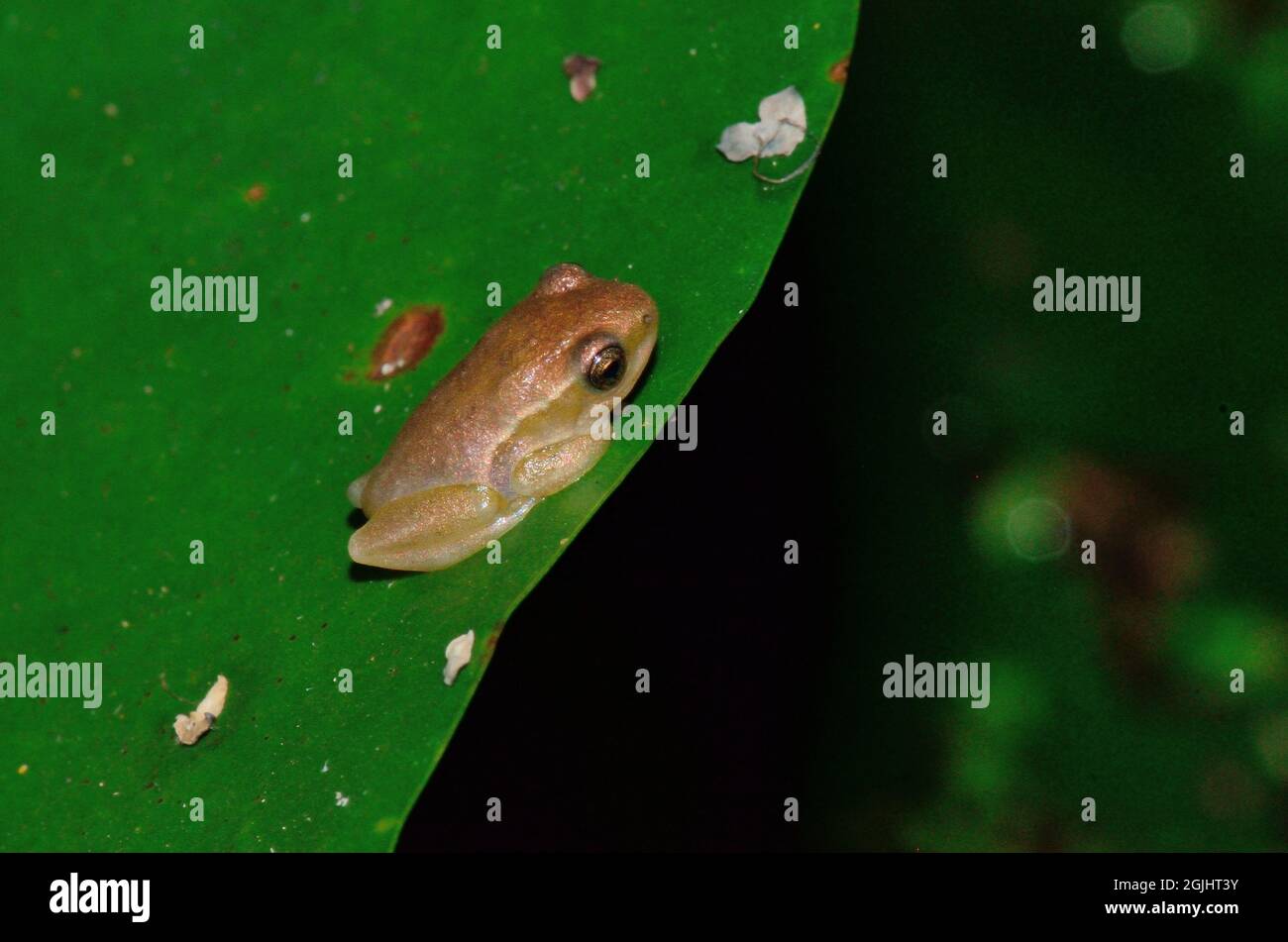 Reed frog hyperolius glandicolor hi-res stock photography and images ...