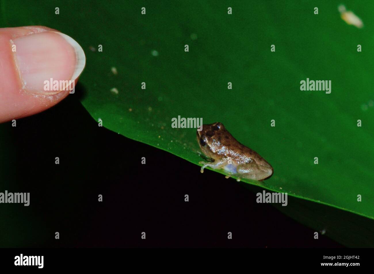 Hyperolius viridiflavus "glandicolor", Gewöhnlicher Riedfrosch ...