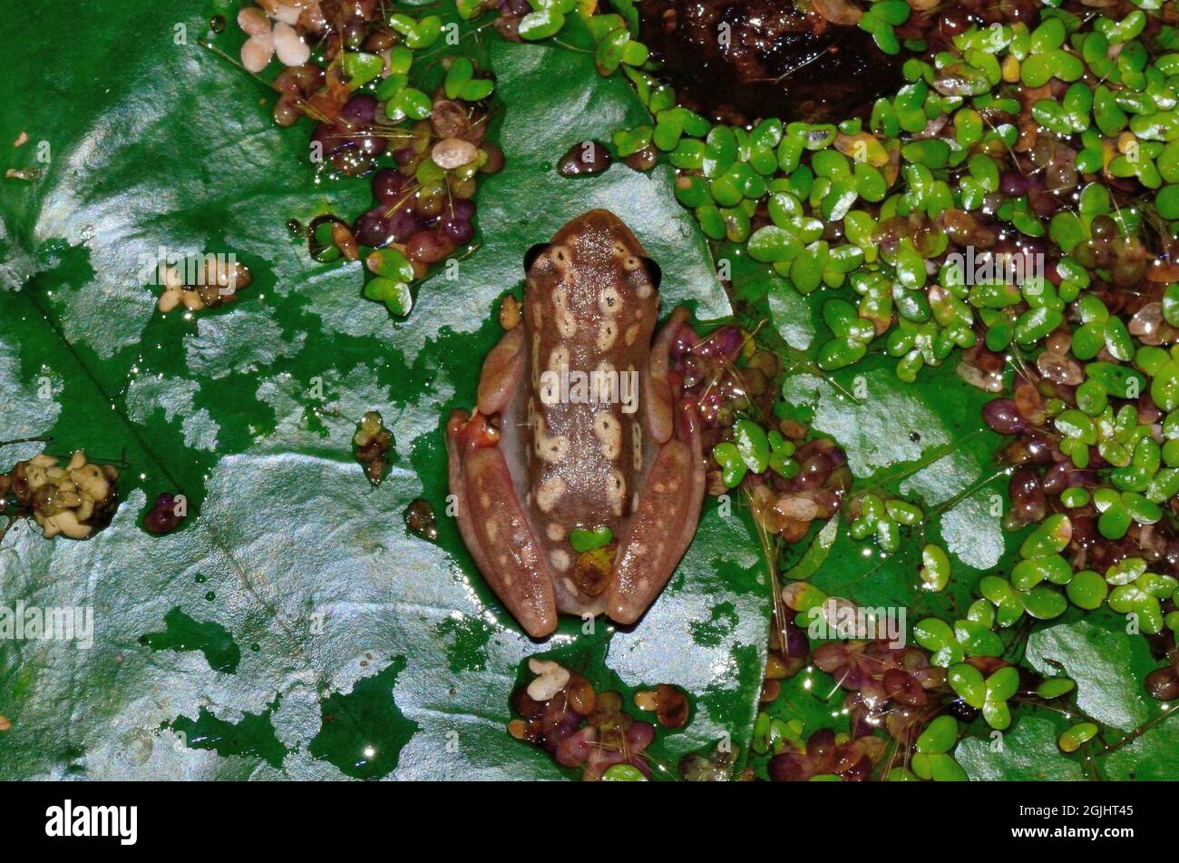 Hyperolius viridiflavus "glandicolor", Gewöhnlicher Riedfrosch ...