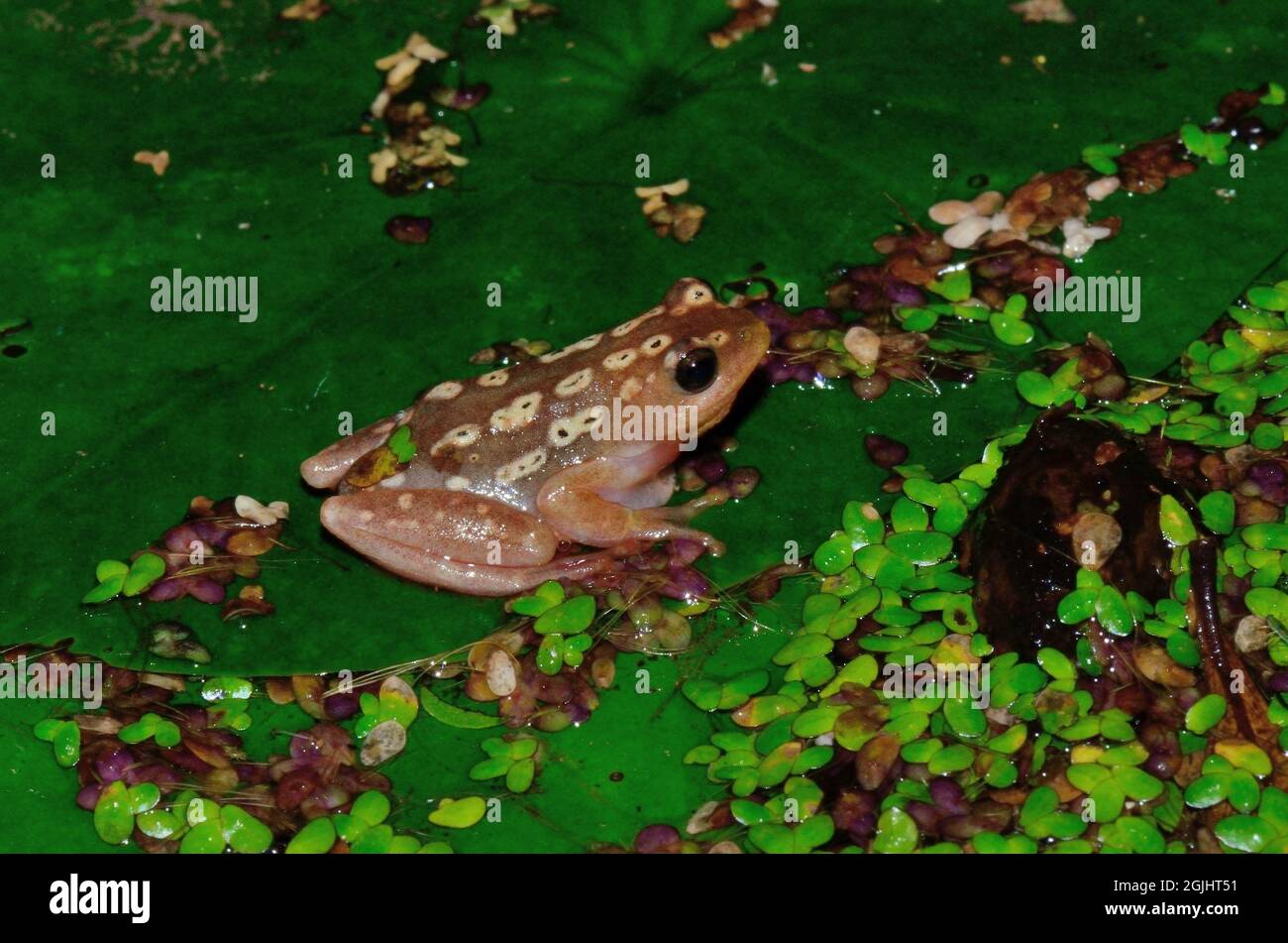 Reed frog hyperolius glandicolor hi-res stock photography and images ...
