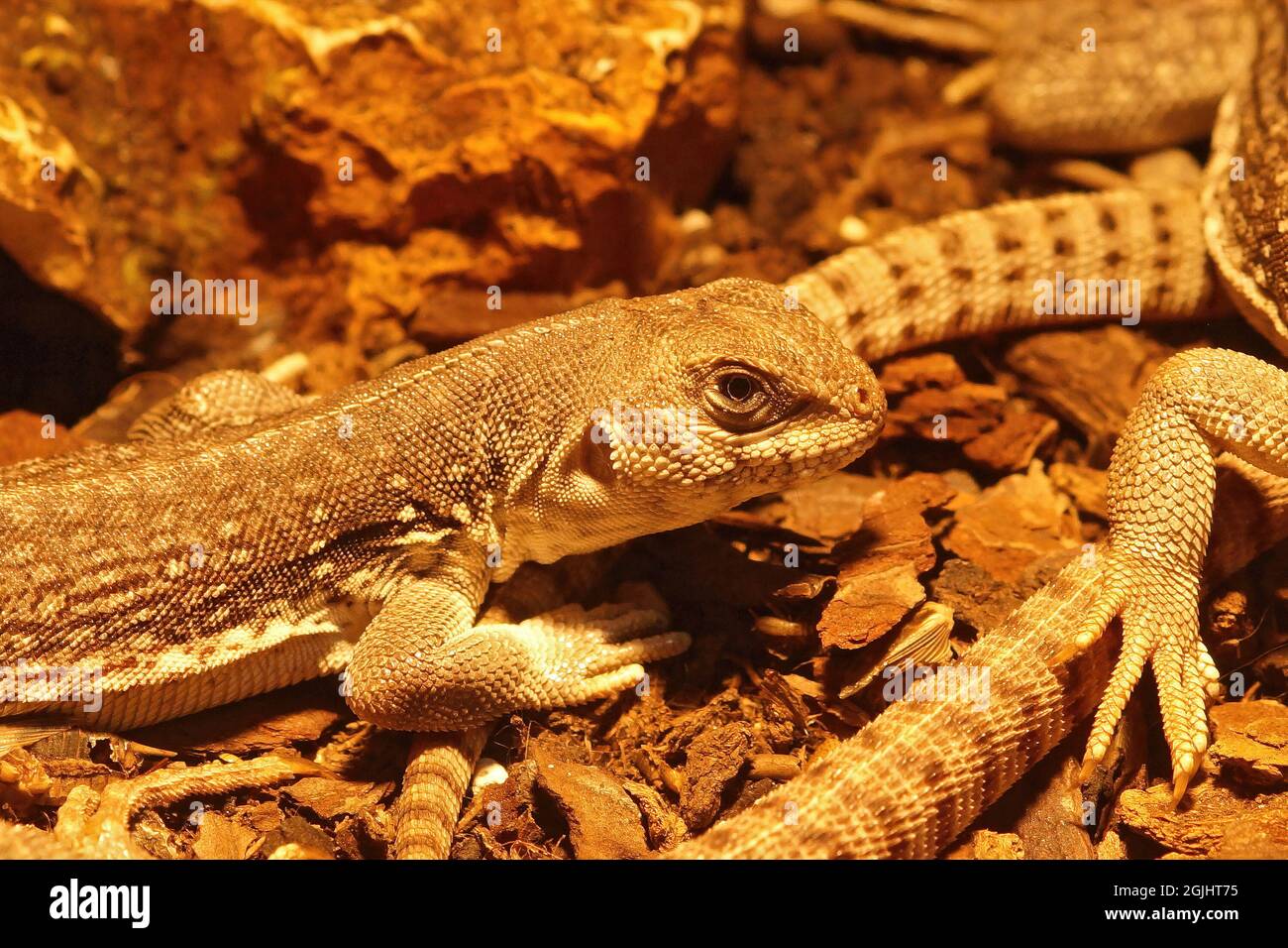 Closeup on the desert iguana , Dipsosaurus dorsalis Stock Photo - Alamy