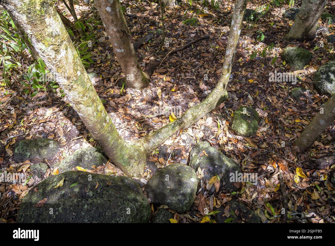 Forest floor viewed from above in rainforest Stock Photo - Alamy