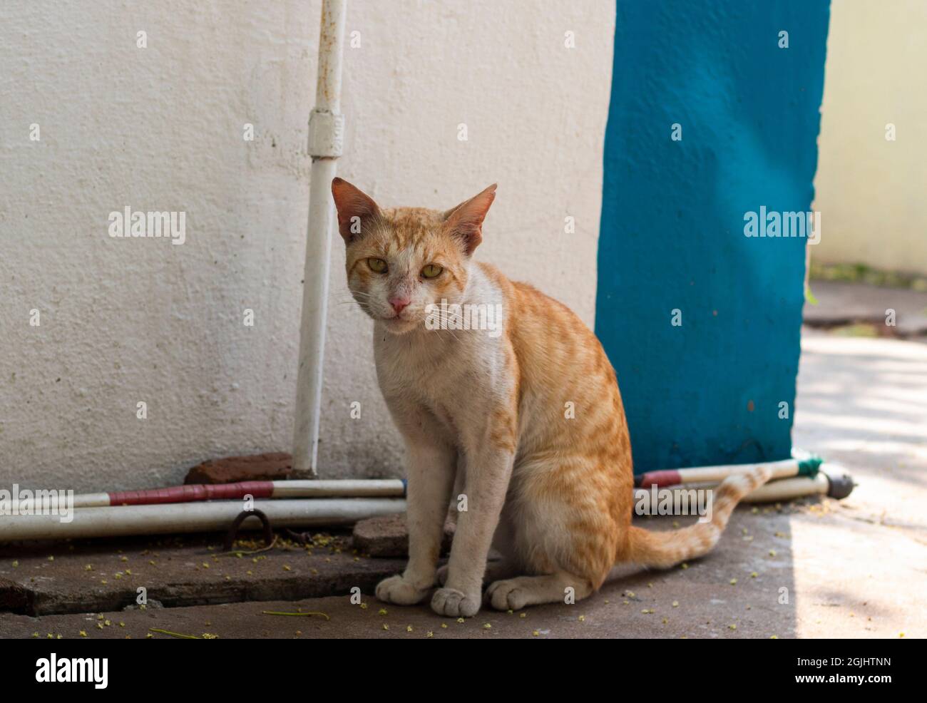 Indian domestic cat hi-res stock photography and images - Alamy