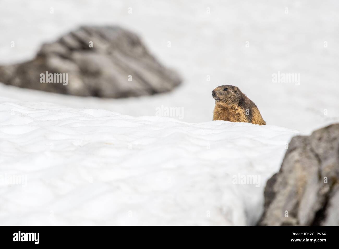 Alpine marmot (Marmota marmota), Valais alps, Switzerland, in the snow ...