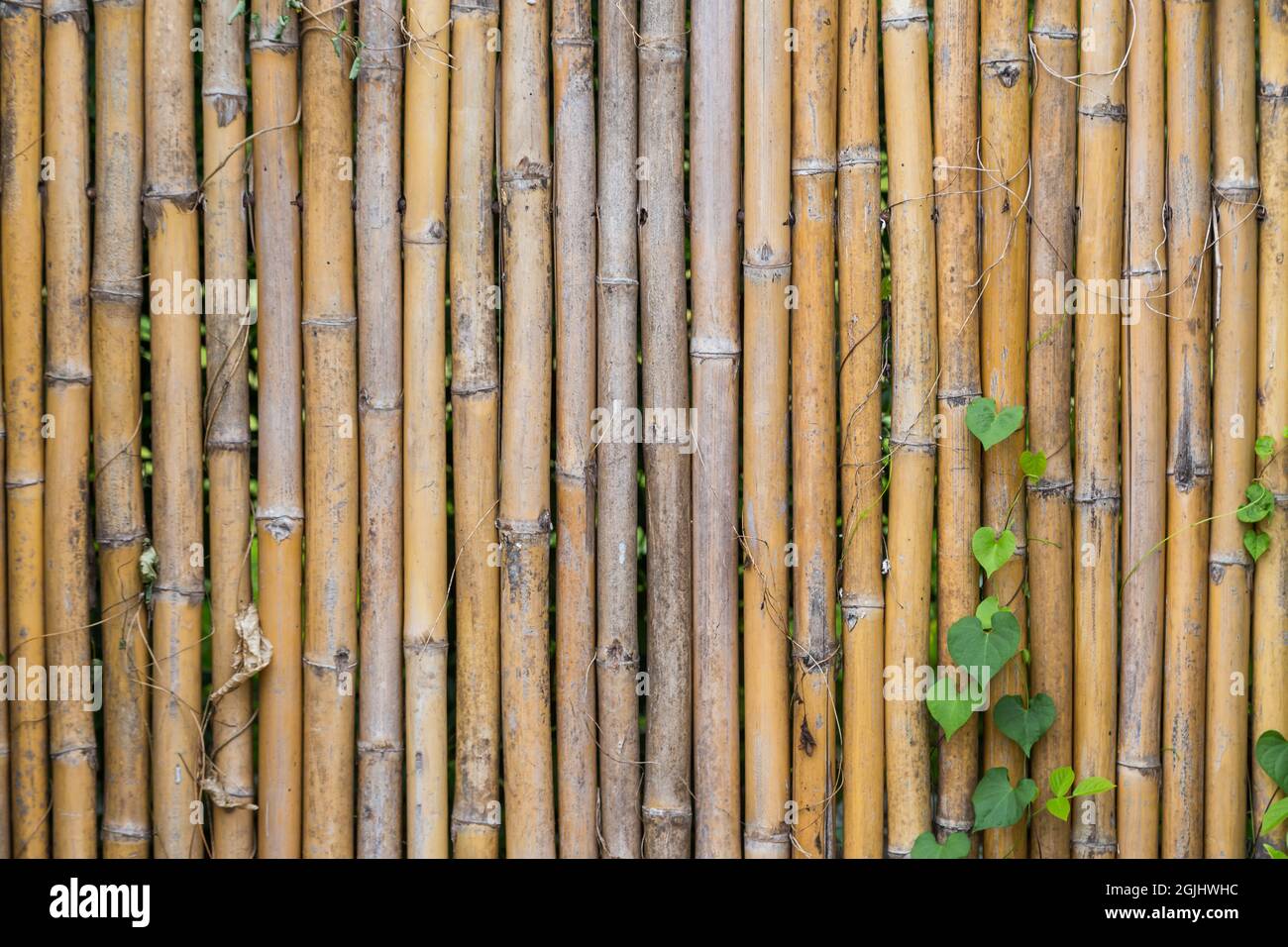 Pattern of bamboo fencing texture background Stock Photo - Alamy